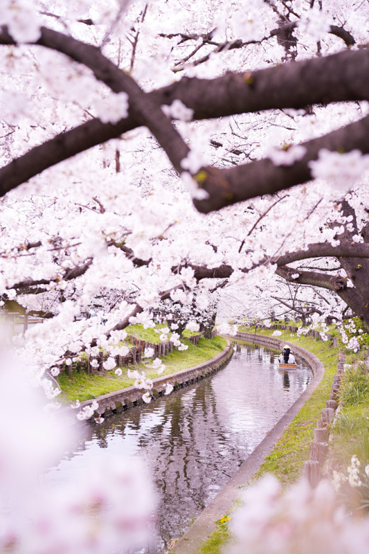 0238花曇り - 川越写真部 #koedo_kawagoe